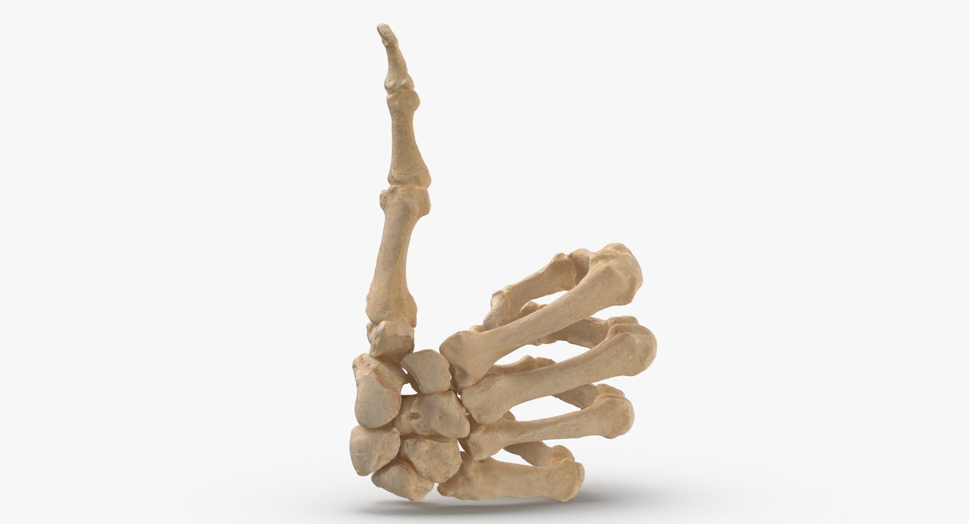 Human Hand Bones Thumbs Up Sign White And Yellow Collection 01 - 2 ...