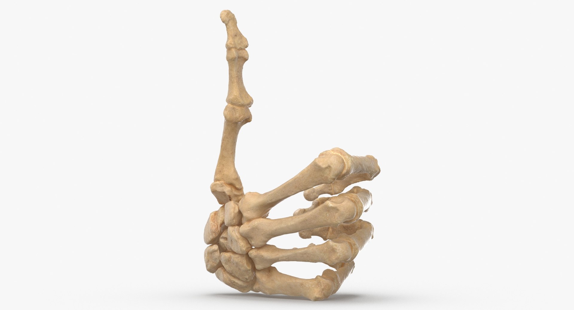 Human Hand Bones Thumbs Up Sign White And Yellow Collection 01 - 2 ...