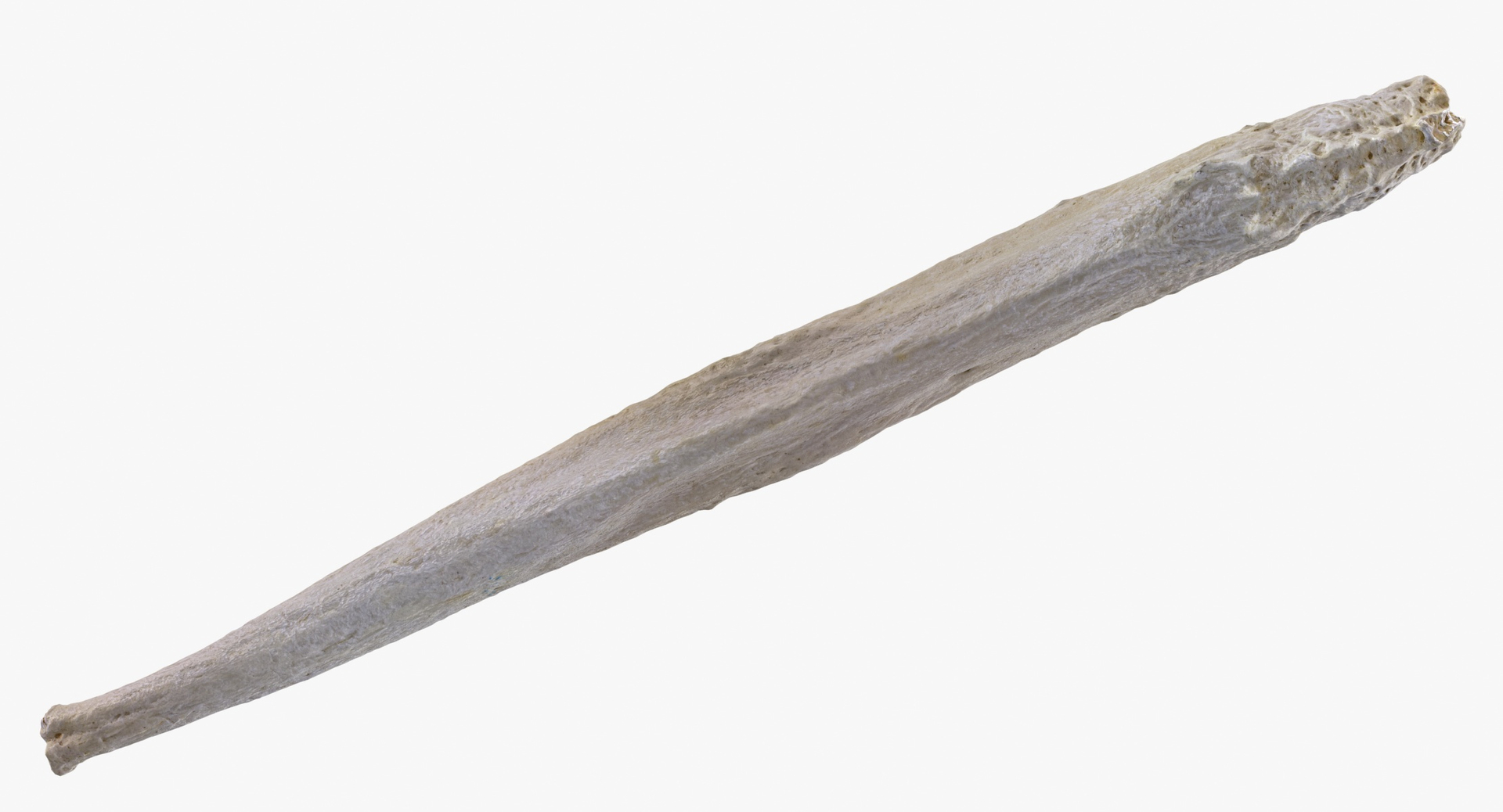 3D Domestic Dog Baculum Penis - TurboSquid 1571510