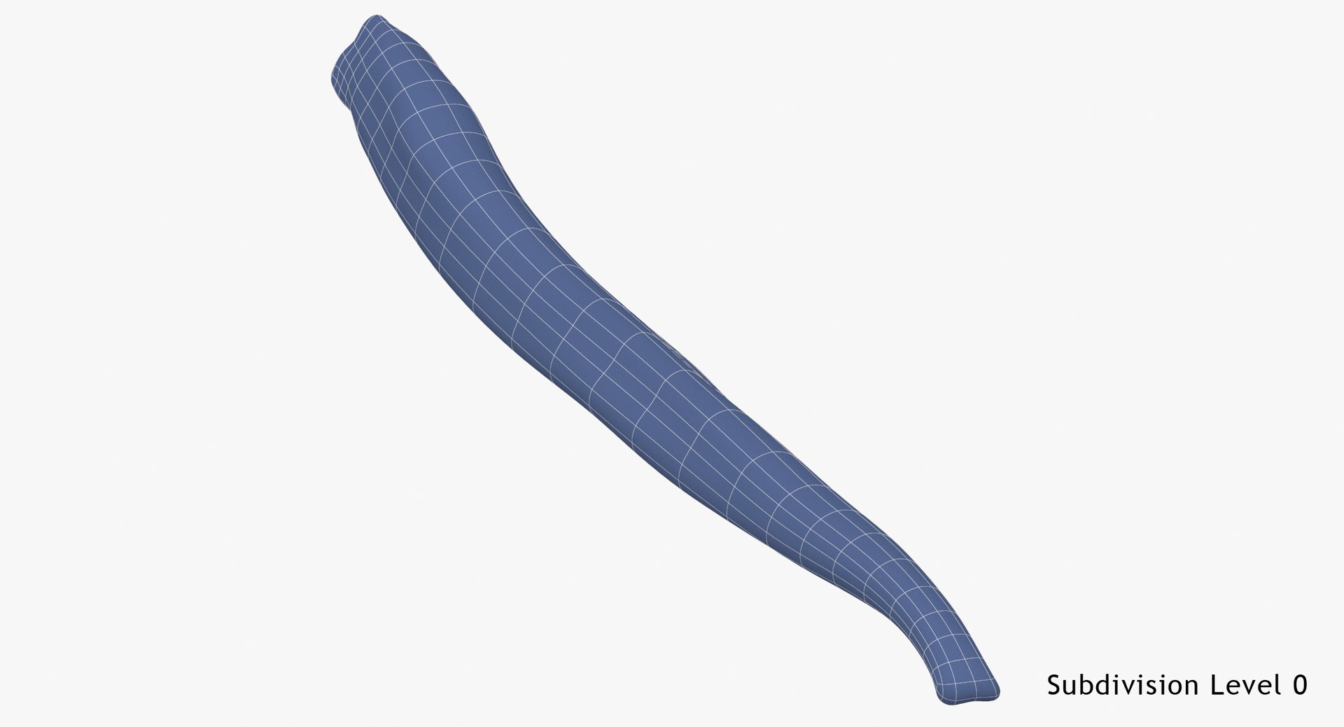3D Domestic Dog Baculum Penis - TurboSquid 1571510