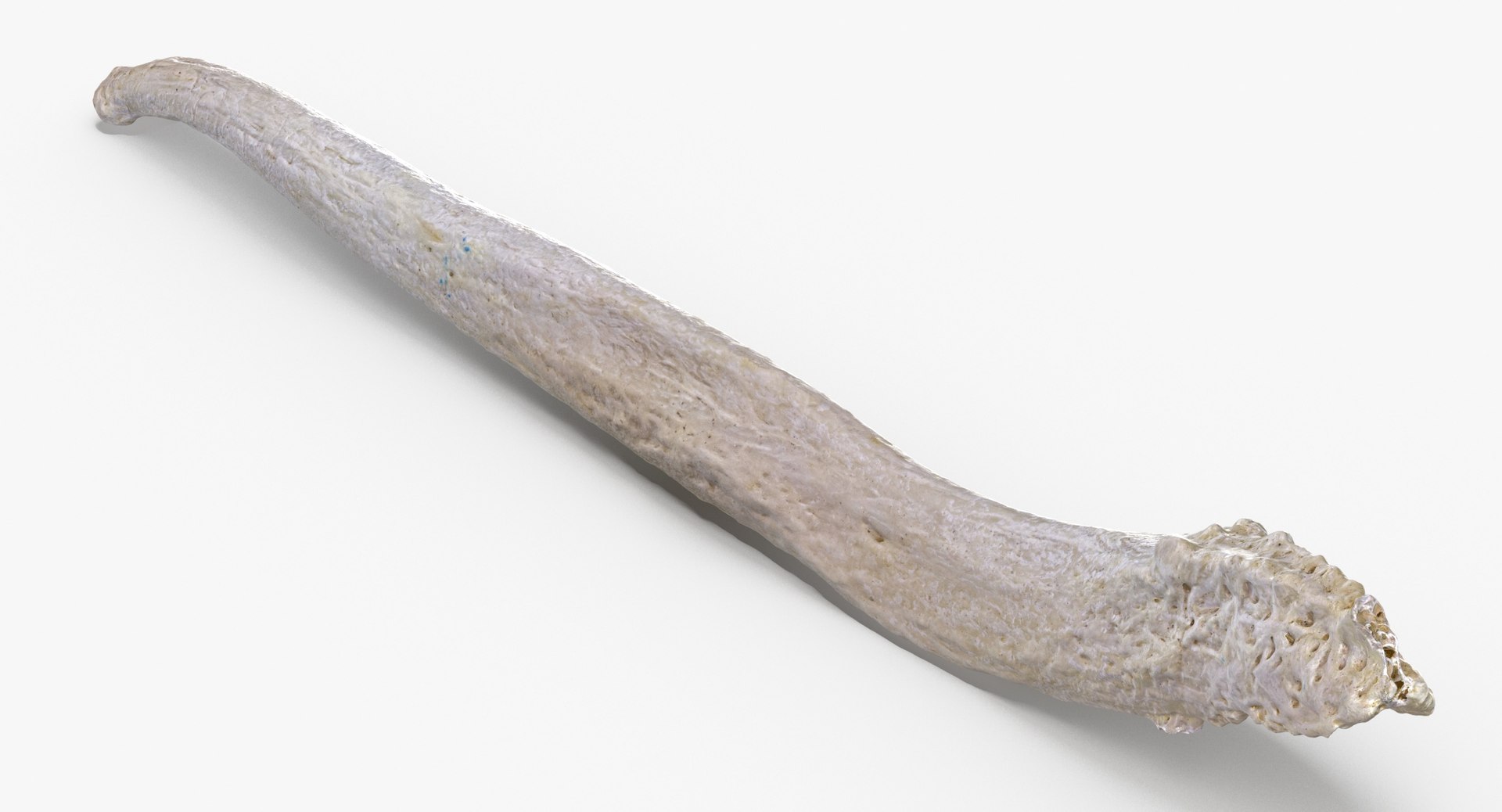 3D Domestic Dog Baculum Penis - TurboSquid 1571510