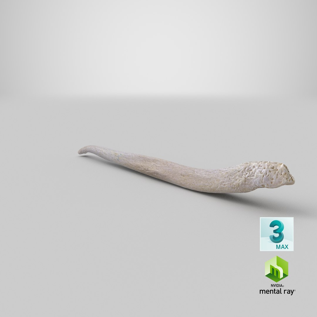 3D domestic dog baculum penis - TurboSquid 1571510
