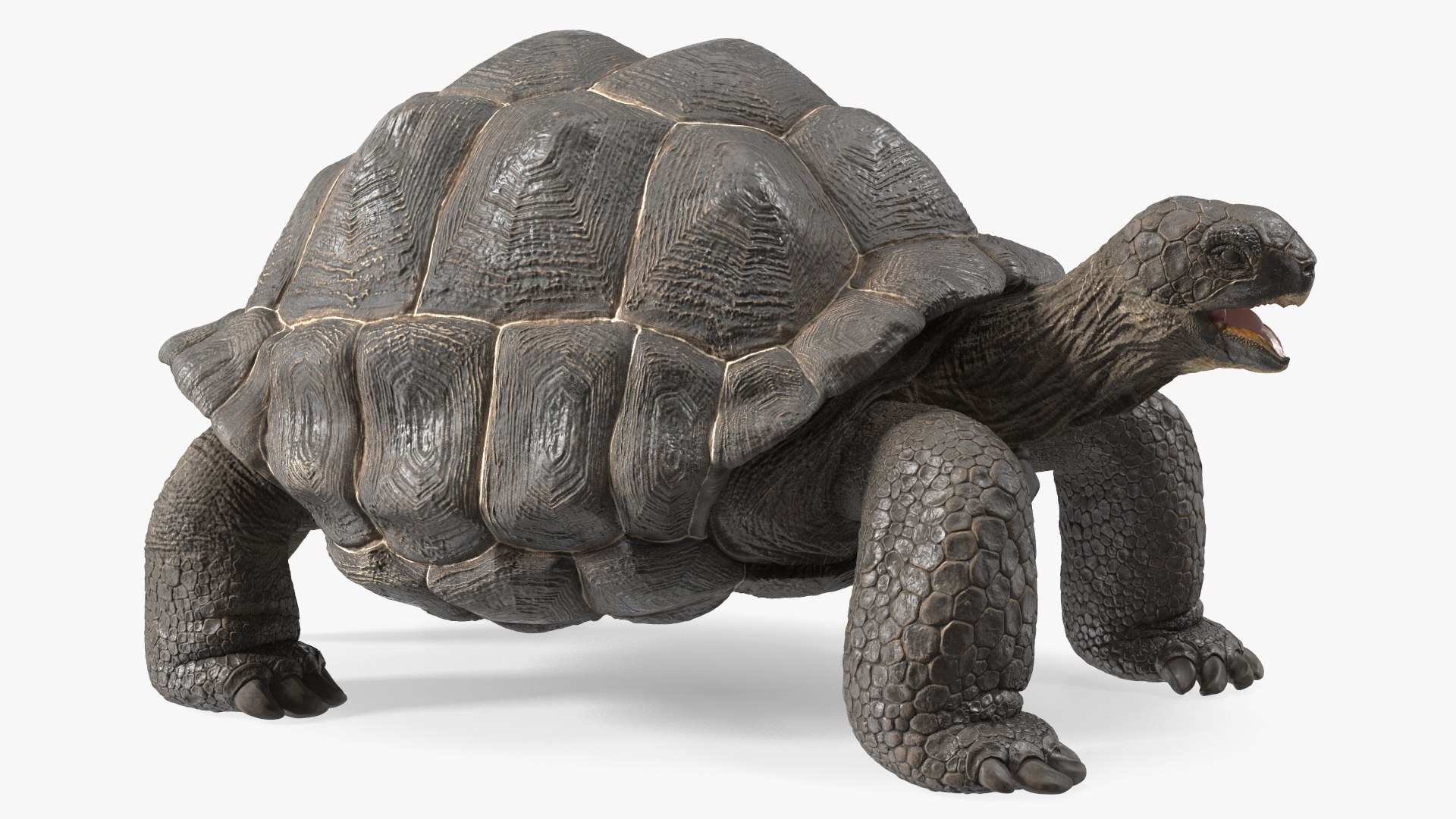 Galapagos Giant Tortoise 3D - TurboSquid 2108894