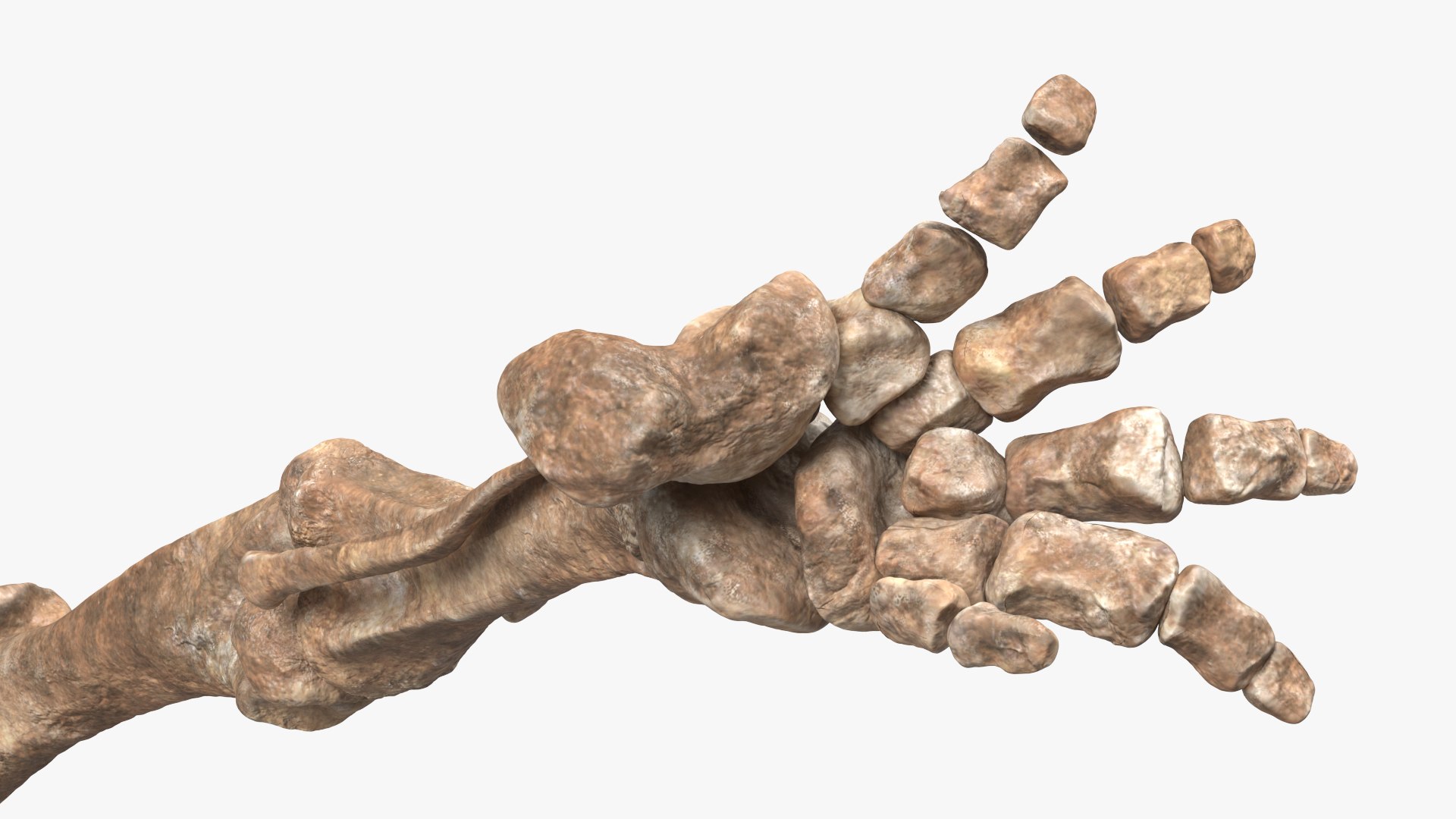 Mammoth Skeleton Foot Old Bones Model - TurboSquid 1800425