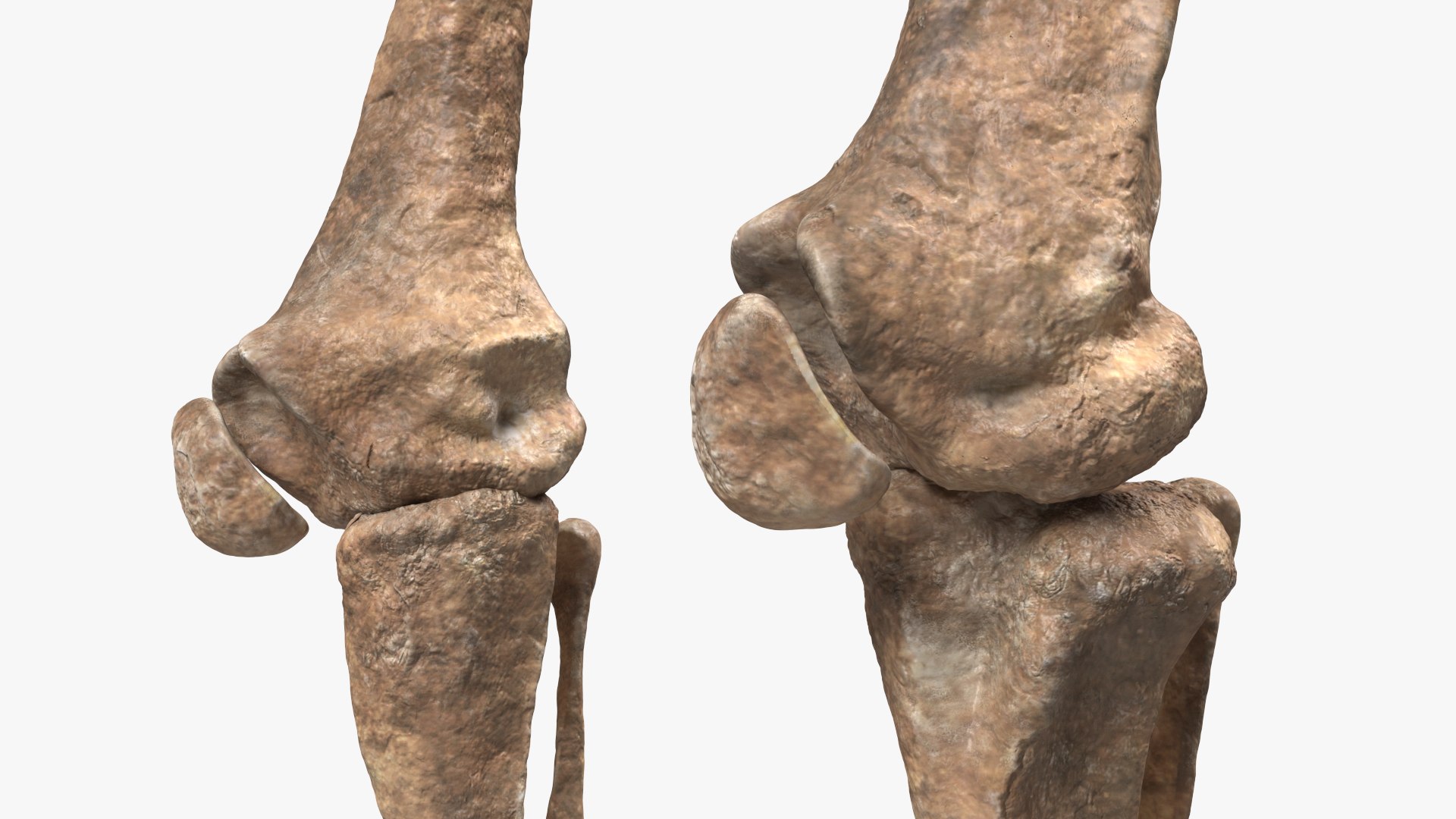 Mammoth Skeleton Foot Old Bones Model - TurboSquid 1800425