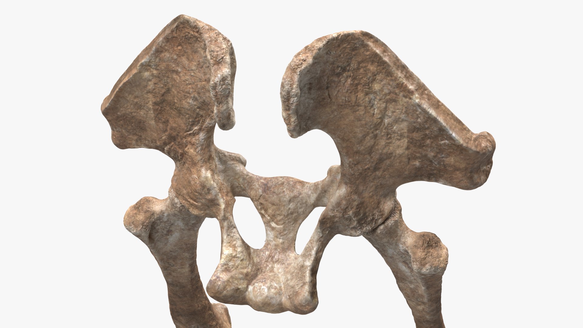 Mammoth Skeleton Foot Old Bones Model - TurboSquid 1800425
