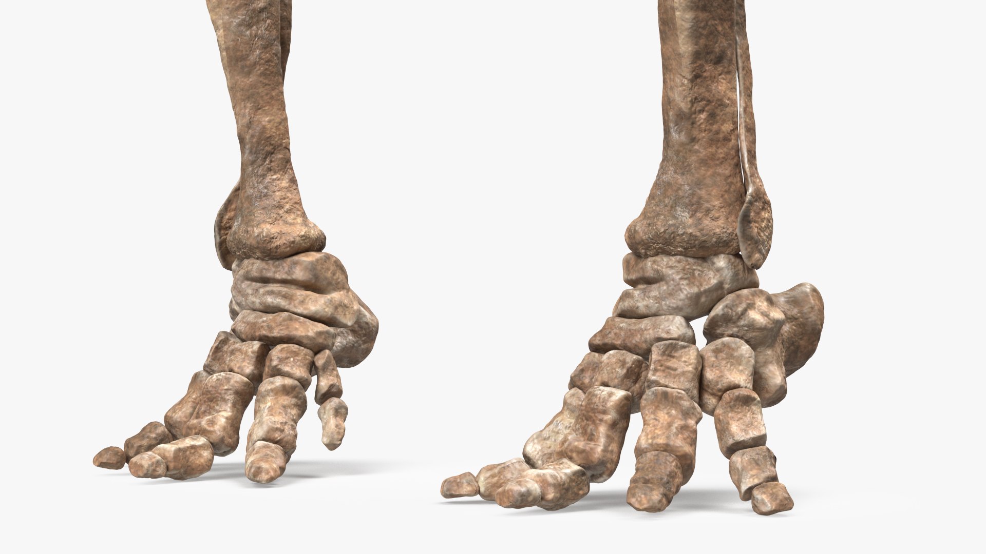 Mammoth Skeleton Foot Old Bones Model - TurboSquid 1800425