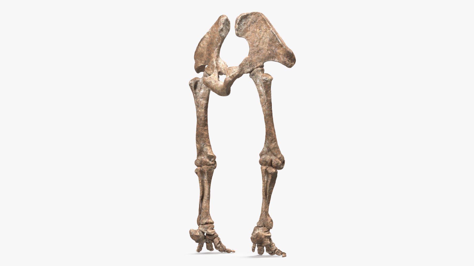 Mammoth Skeleton Foot Old Bones Model - TurboSquid 1800425