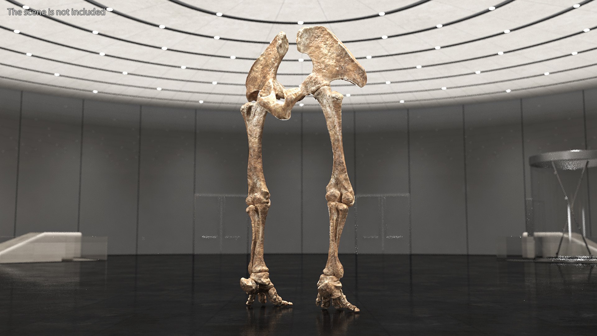 Mammoth Skeleton Foot Old Bones Model - TurboSquid 1800425