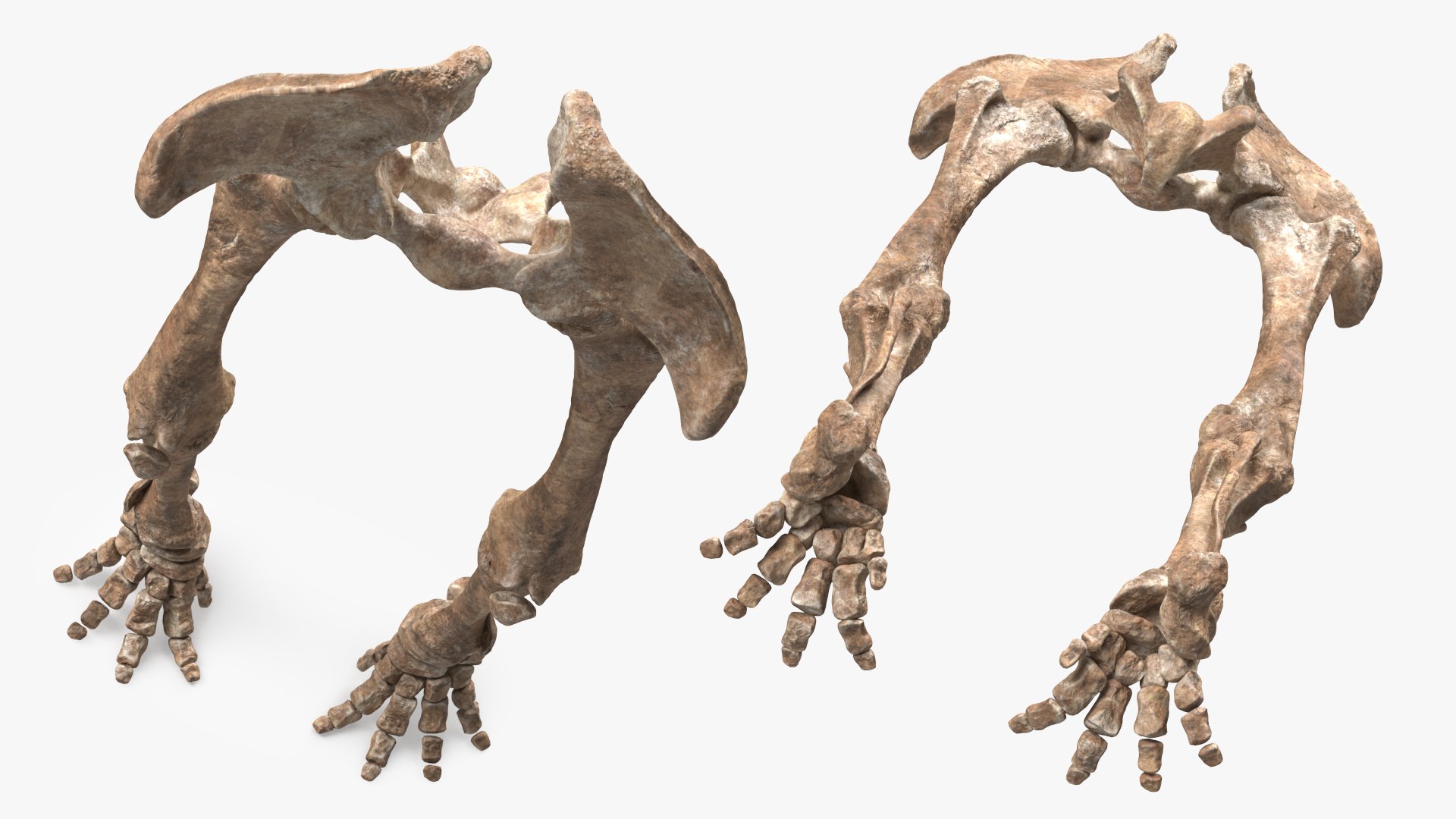 Mammoth Skeleton Foot Old Bones Model - TurboSquid 1800425