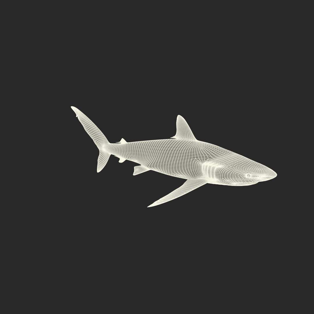 3d C4d Silky Shark Rigged