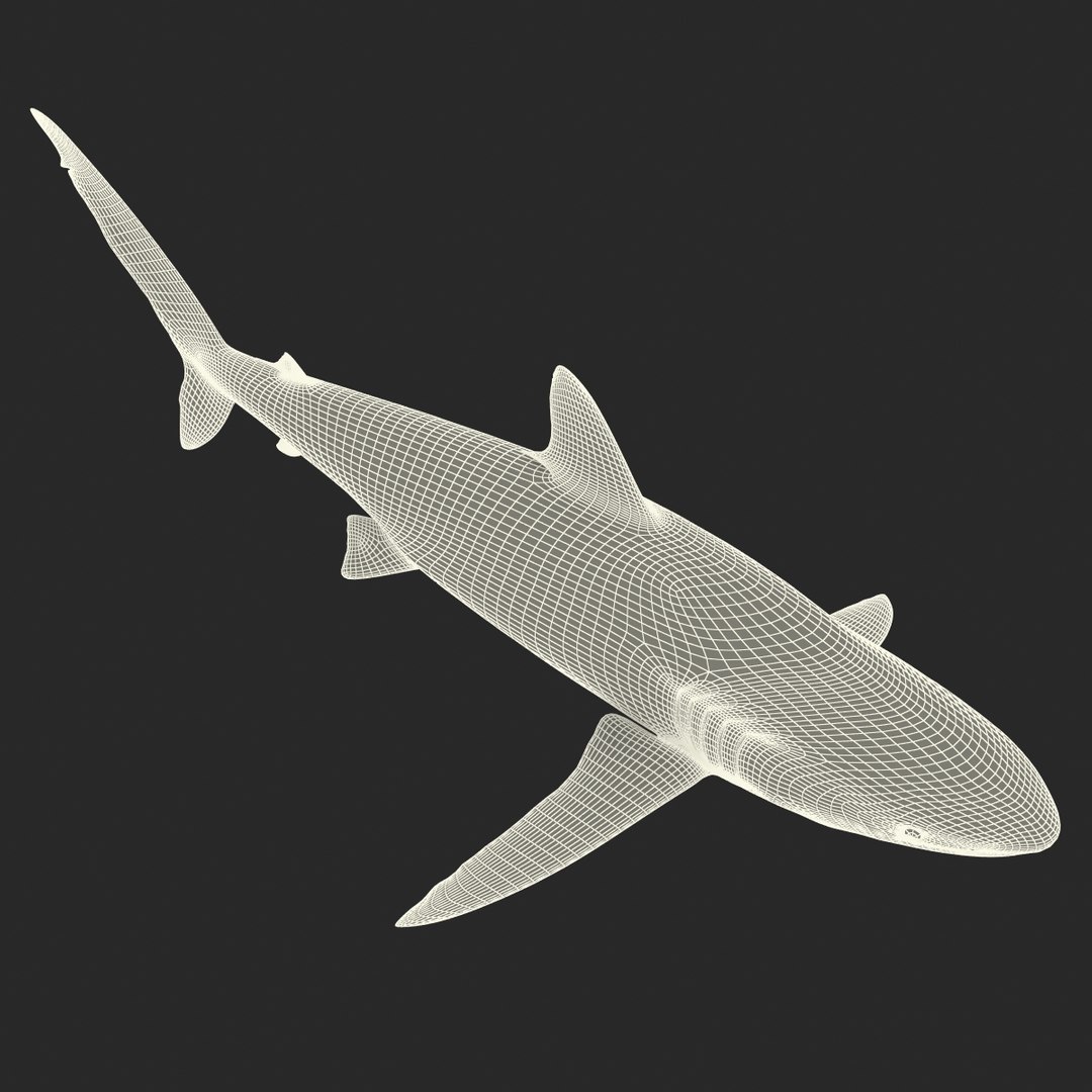 3d c4d silky shark rigged