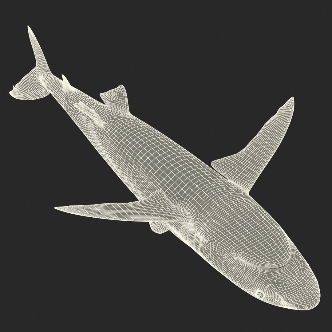 3d c4d silky shark rigged