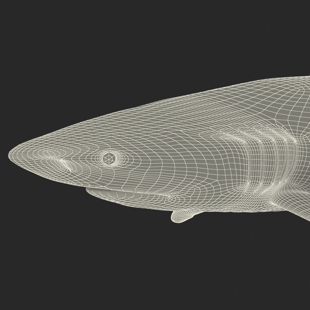 3d c4d silky shark rigged
