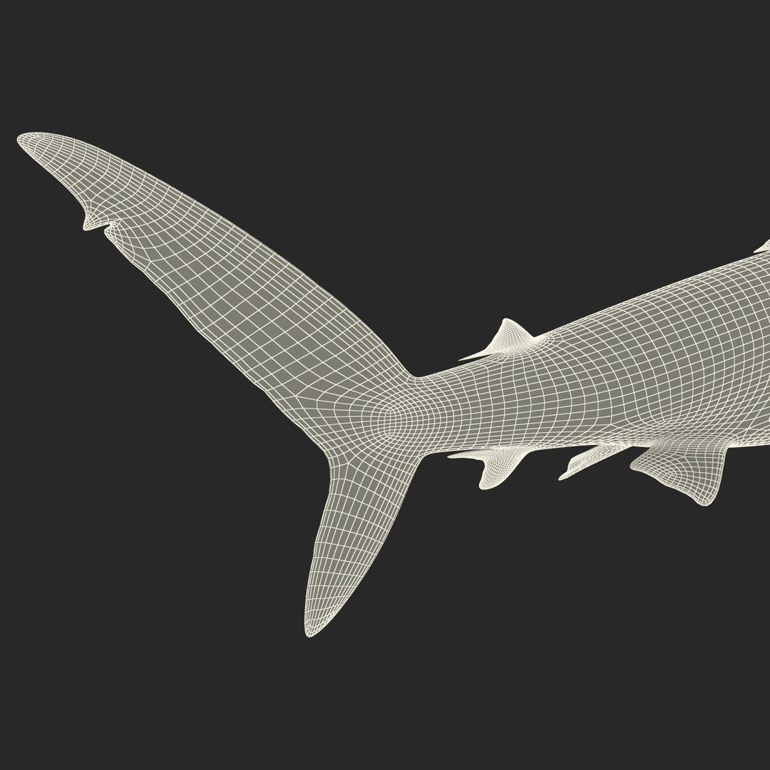 3d c4d silky shark rigged