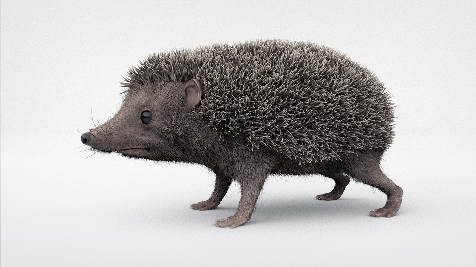 3D Realistic Hedgehog Model - TurboSquid 1397593