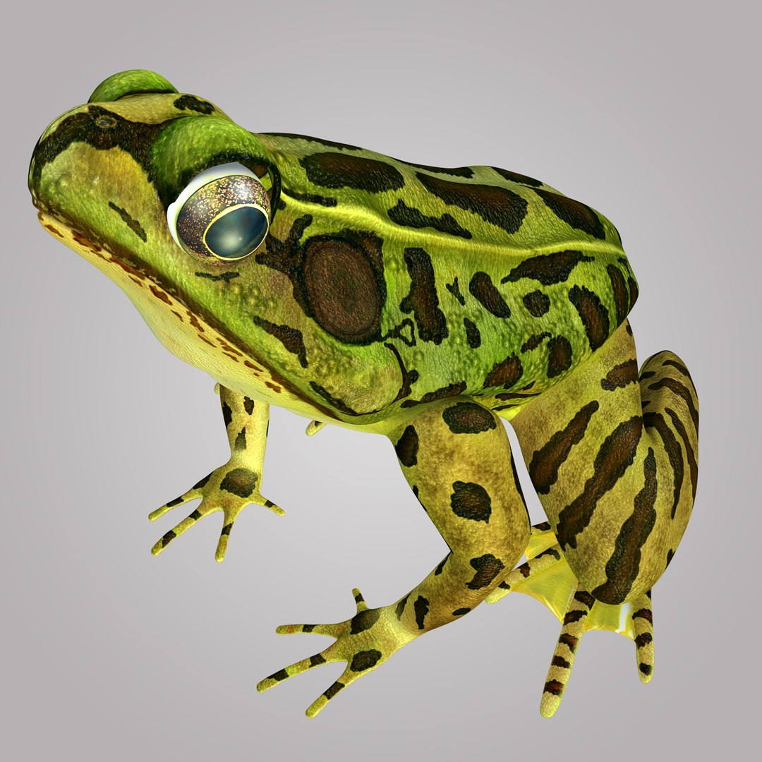 frog obj
