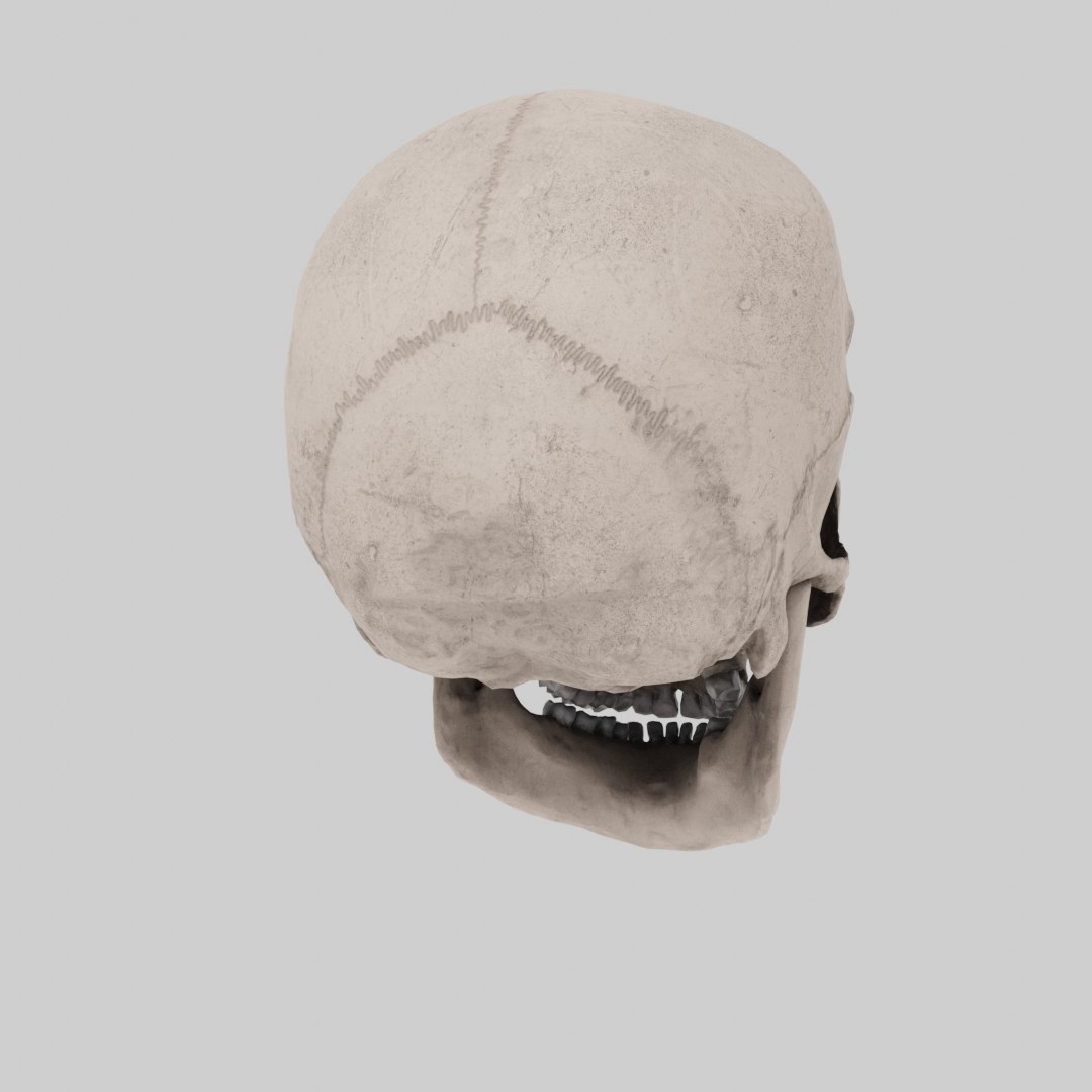 3D Skull - TurboSquid 1494793