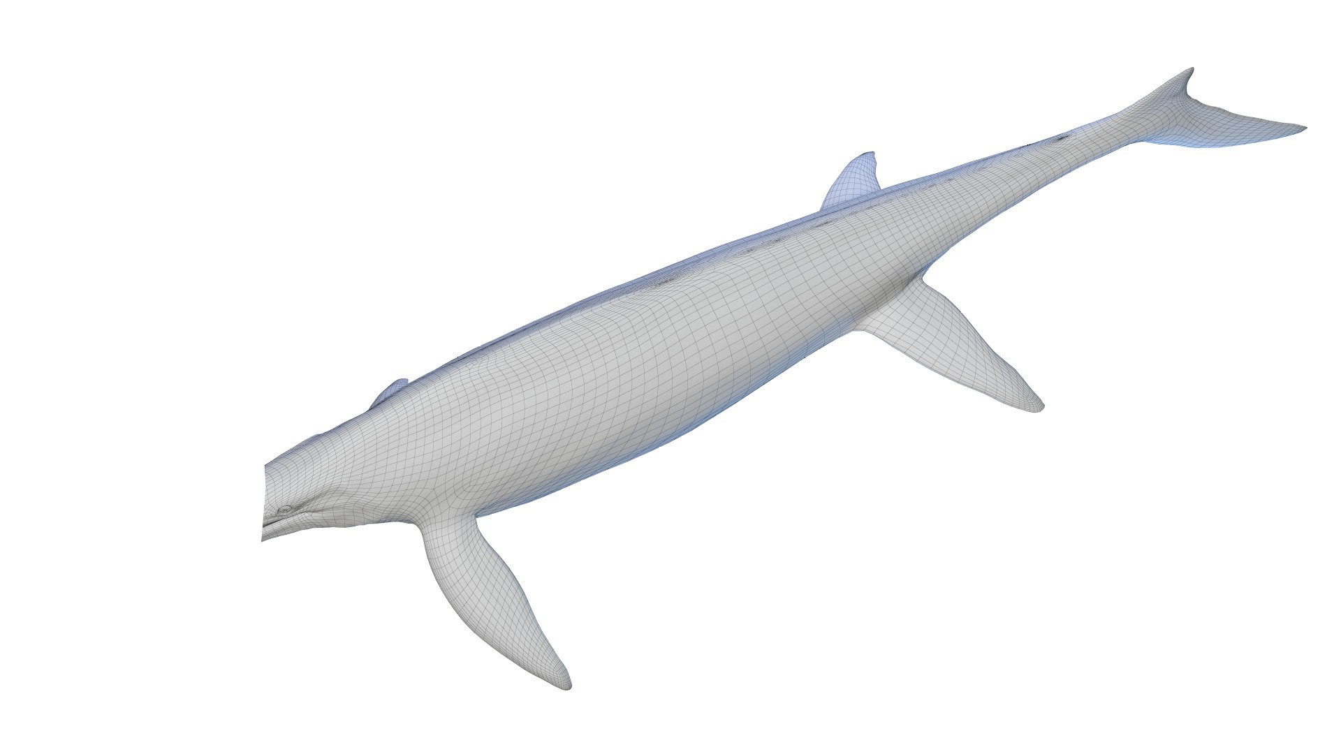 3D Model Shonisaurus Static - TurboSquid 1919527