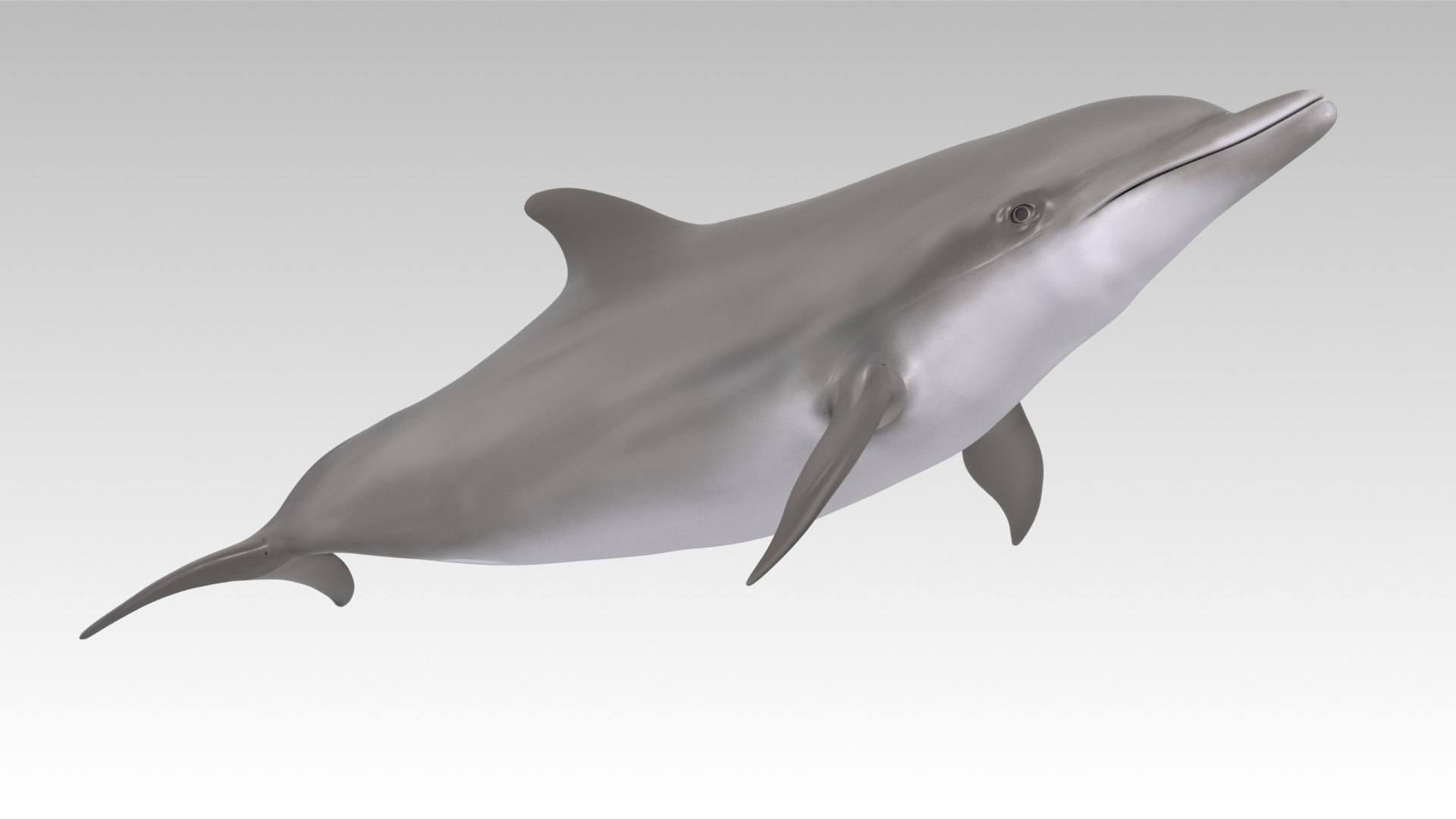 3D Dolphin model - TurboSquid 2180966