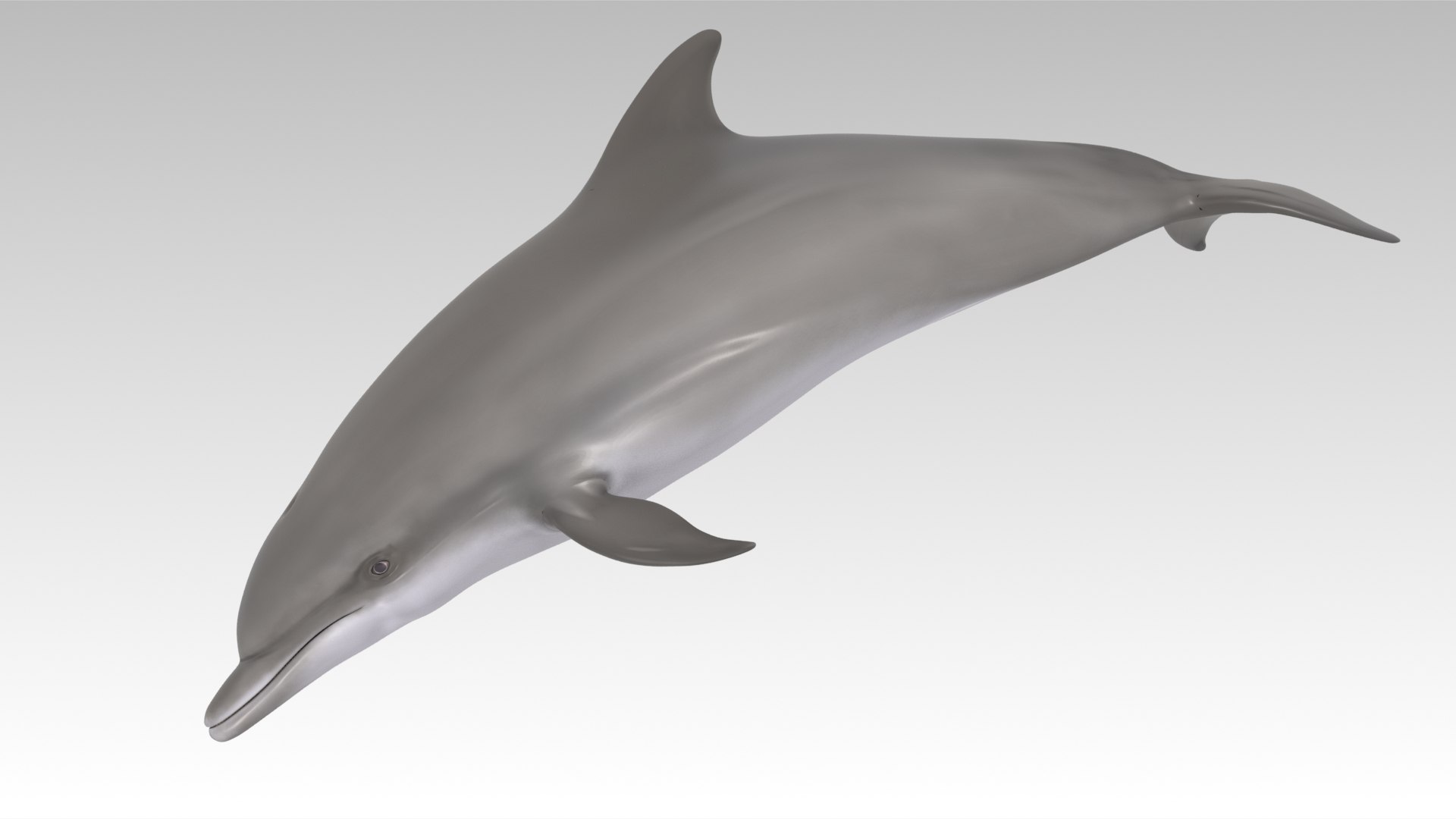 3D Dolphin model - TurboSquid 2180966