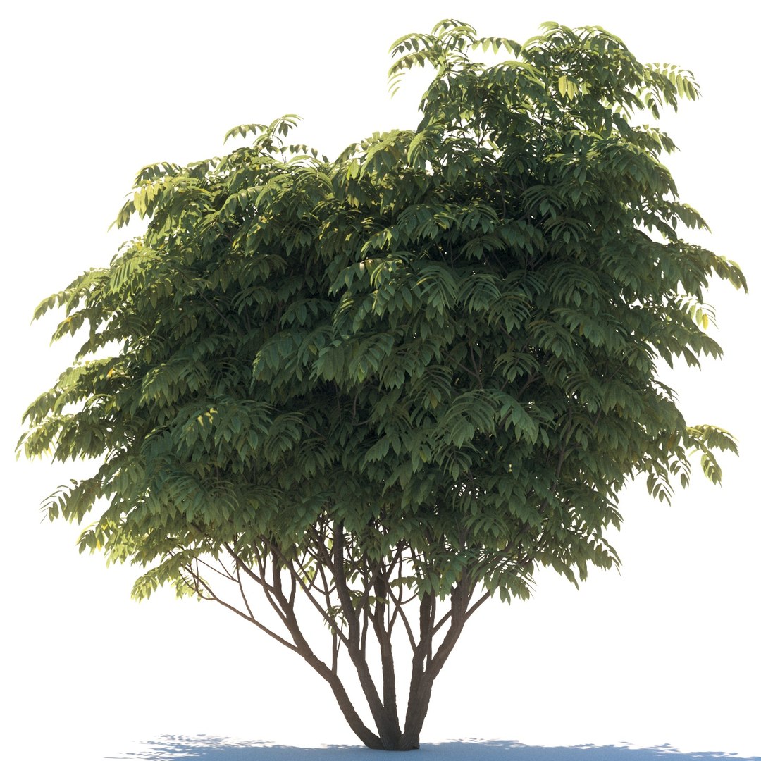 Manchurian Tree 3D Model - TurboSquid 1613919