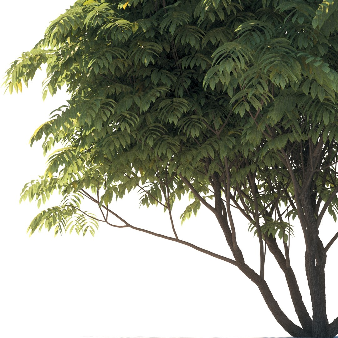 Manchurian Tree 3D Model - TurboSquid 1613919