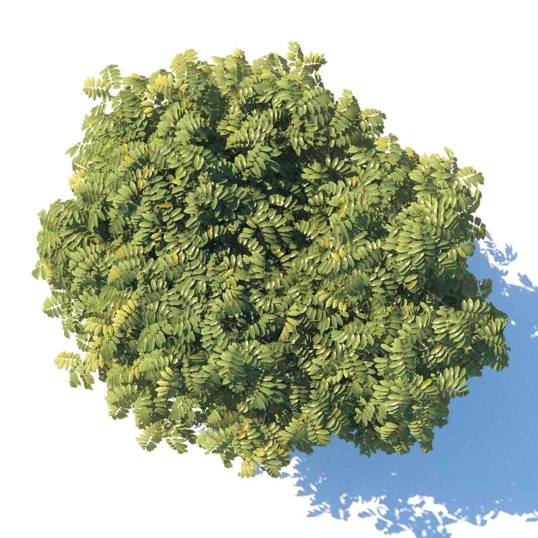 Manchurian Tree 3D Model - TurboSquid 1613919
