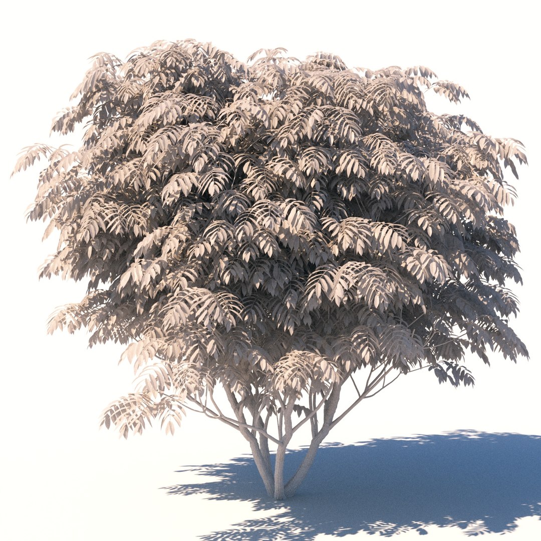 Manchurian Tree 3D Model - TurboSquid 1613919