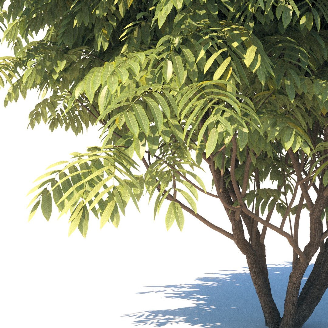Manchurian Tree 3D Model - TurboSquid 1613919