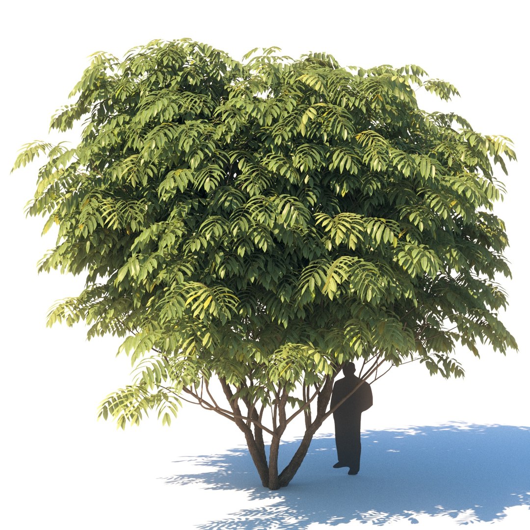 Manchurian Tree 3D Model - TurboSquid 1613919