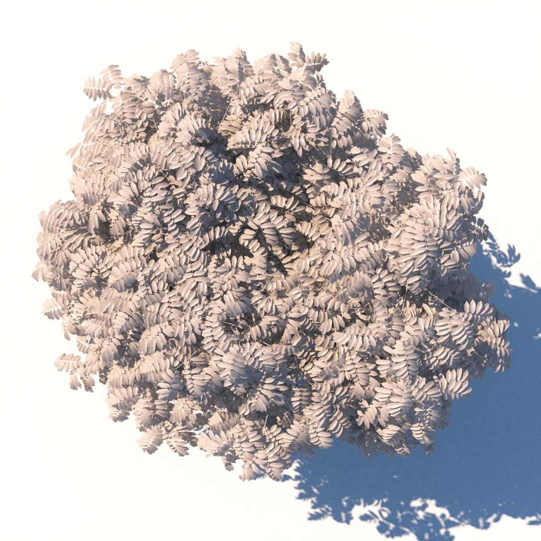 Manchurian Tree 3D Model - TurboSquid 1613919