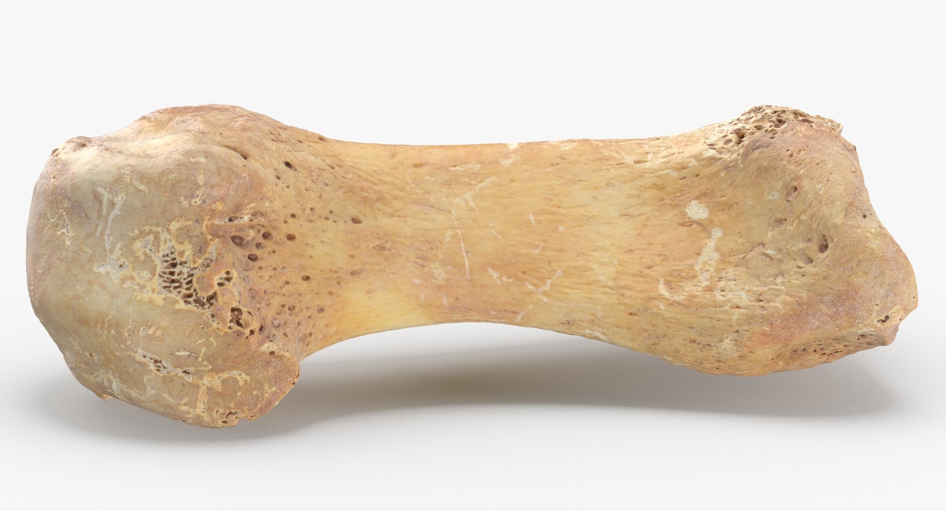 Metatarsal Bone 01 3D - TurboSquid 1515633