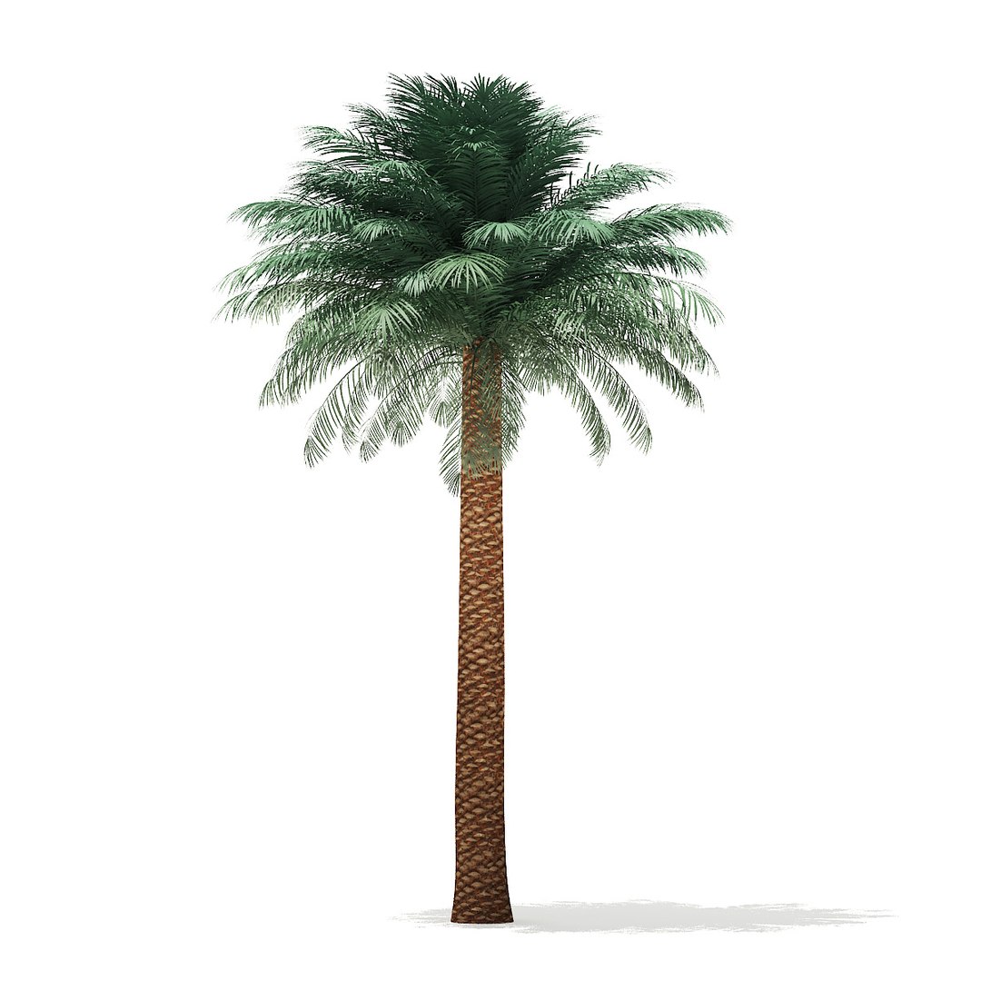 3D silver date palm tree model - TurboSquid 1355006