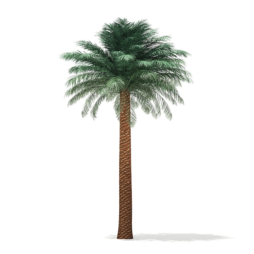 3D silver date palm tree model - TurboSquid 1355006