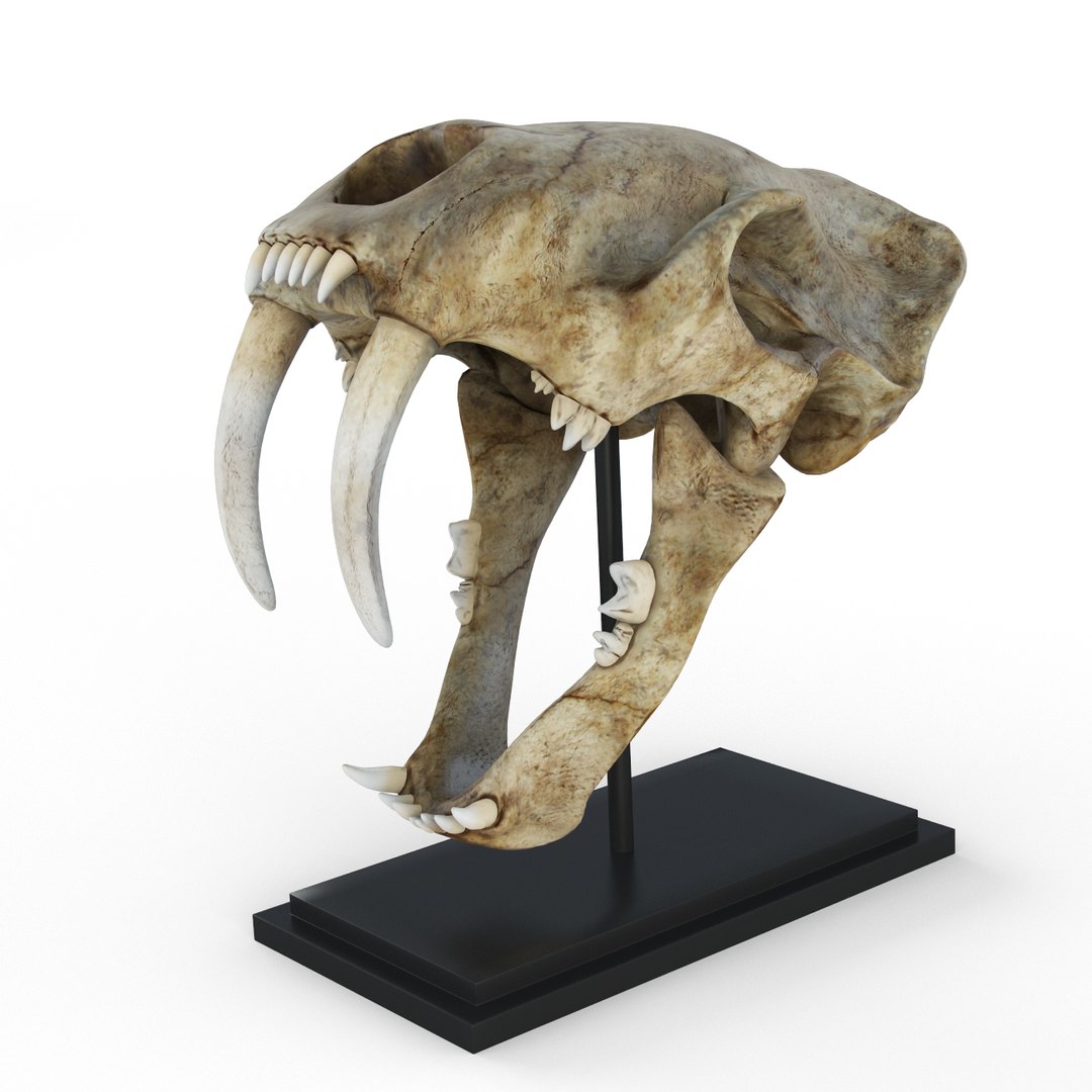 3d saber tooth tiger skull