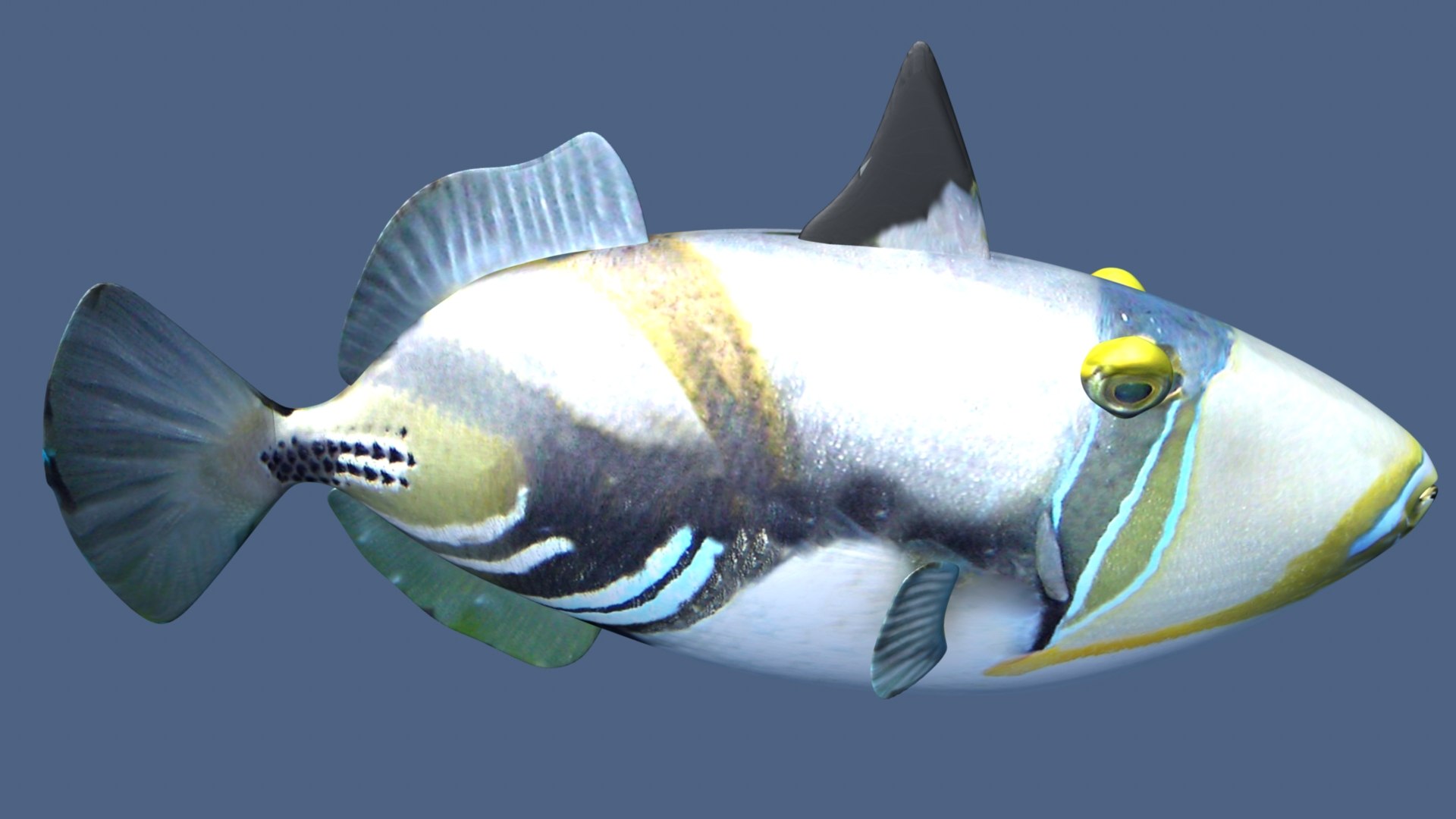 3D Picasso Triggerfish Model - TurboSquid 2194911
