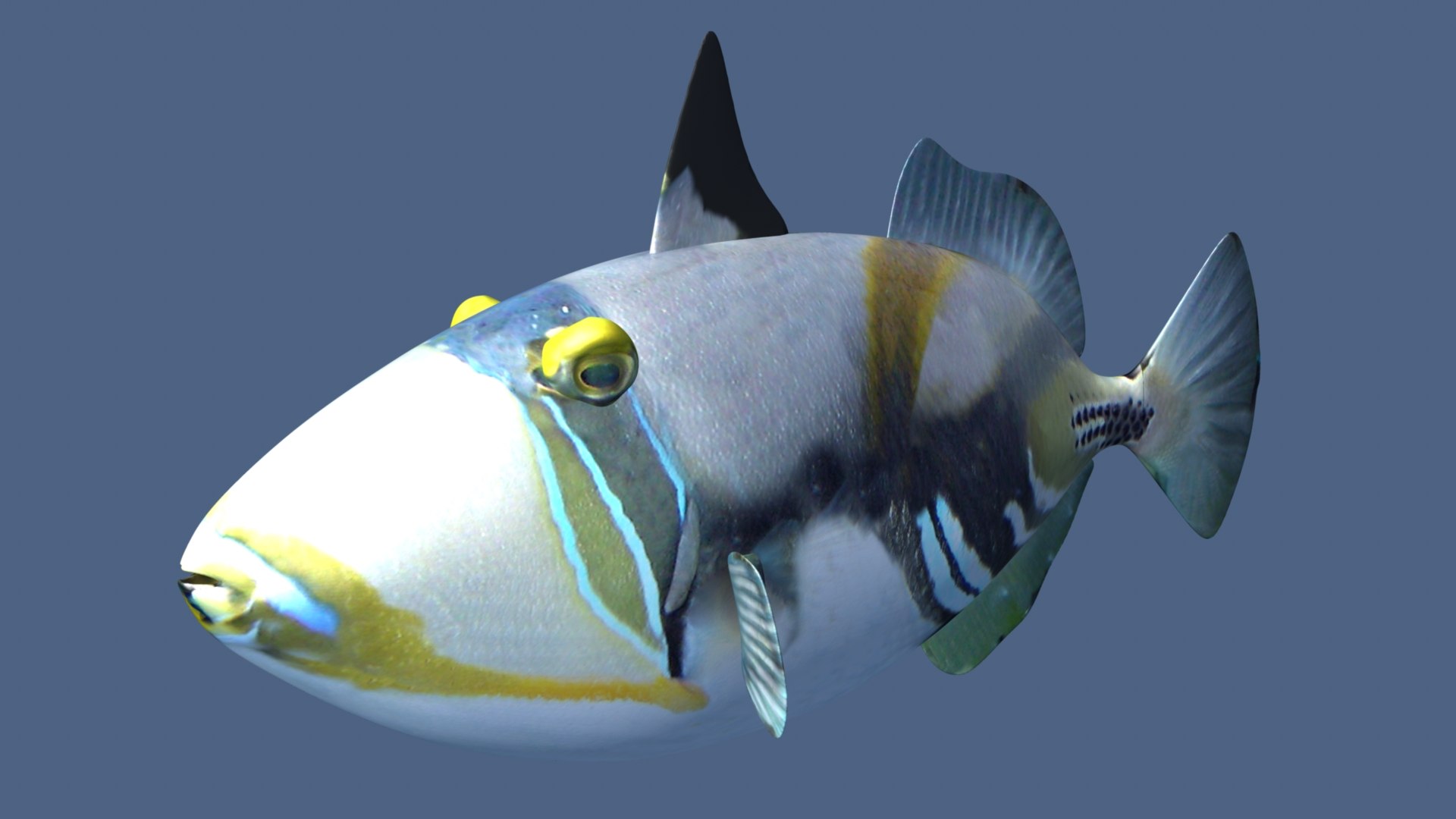 3D Picasso Triggerfish Model - TurboSquid 2194911