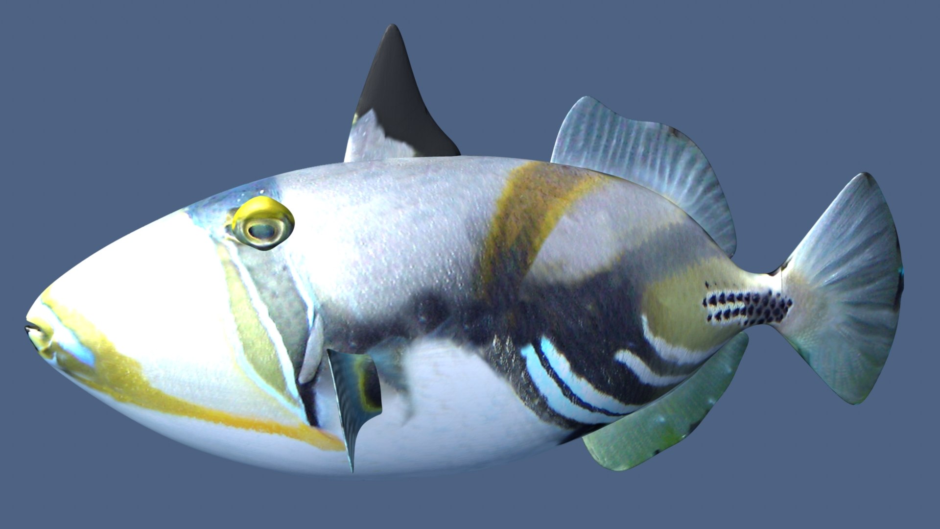 3D Picasso Triggerfish Model - TurboSquid 2194911