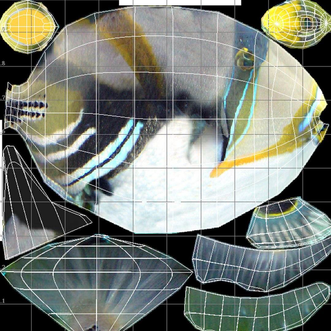 3D Picasso Triggerfish Model - TurboSquid 2194911