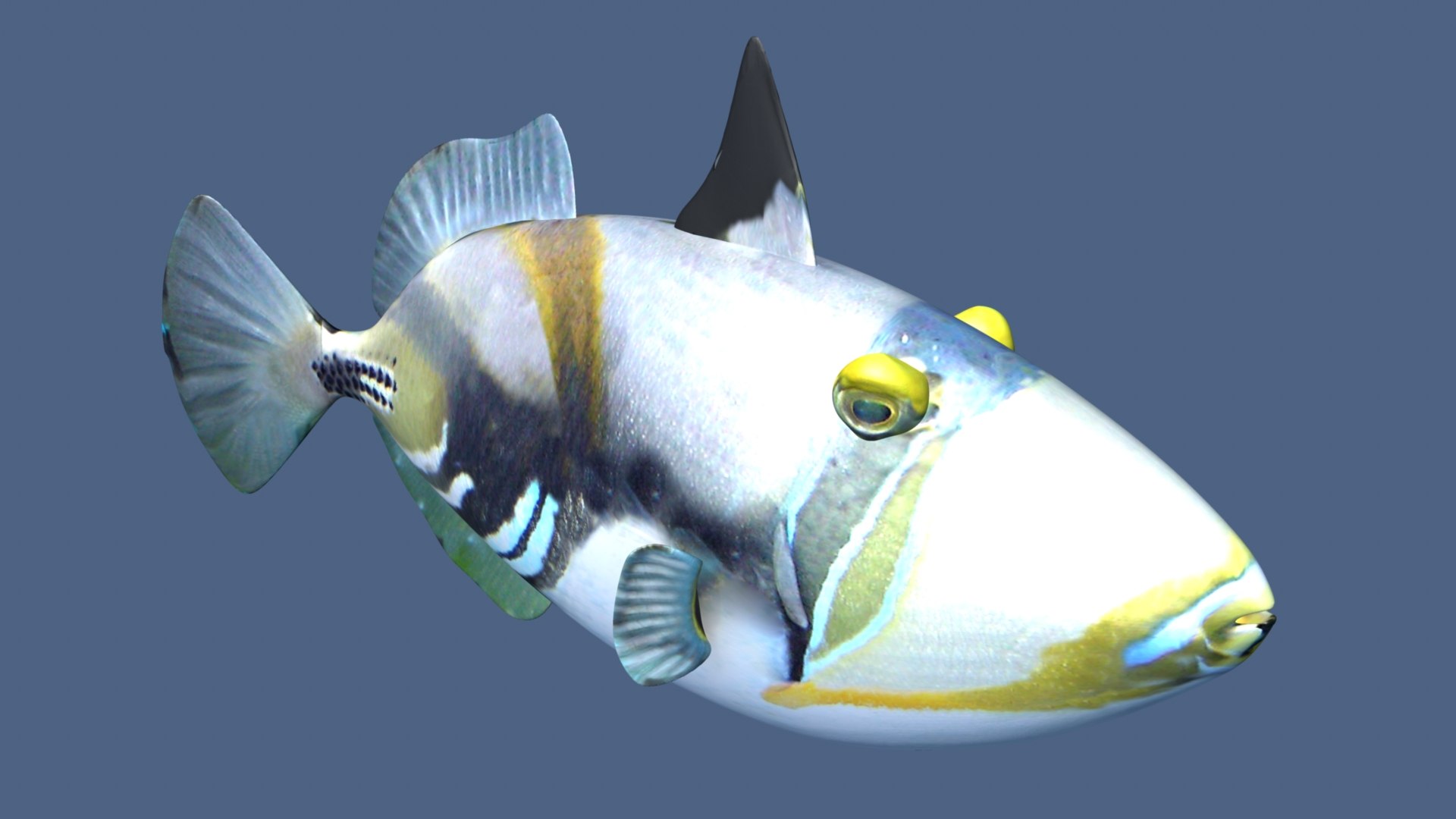 3D Picasso Triggerfish Model - TurboSquid 2194911