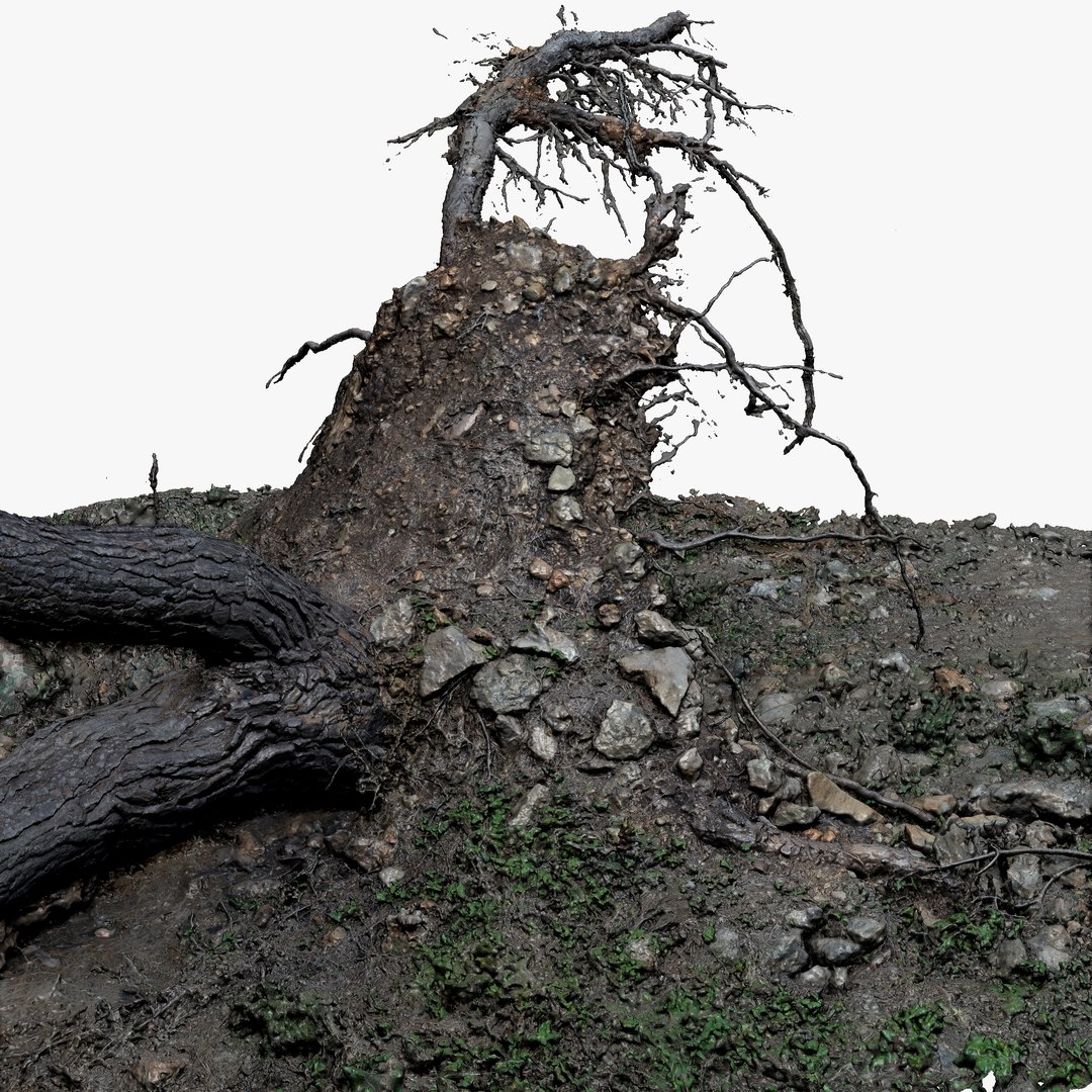 Fallen Pine Tree Bare Roots 16k Textures RAW 3D Scan 3D - TurboSquid ...