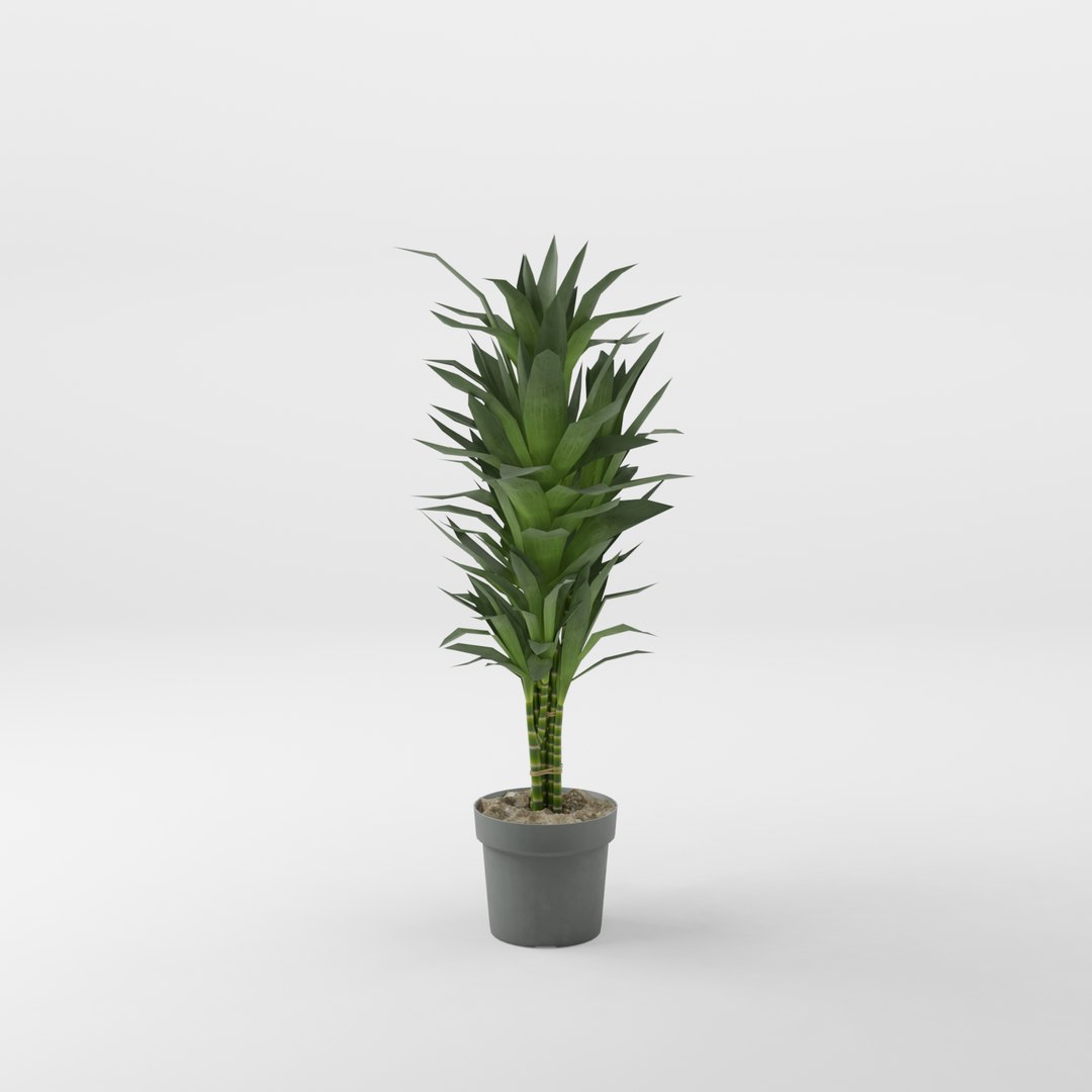 Dracaena Janet Lind 3D Model - TurboSquid 2252262