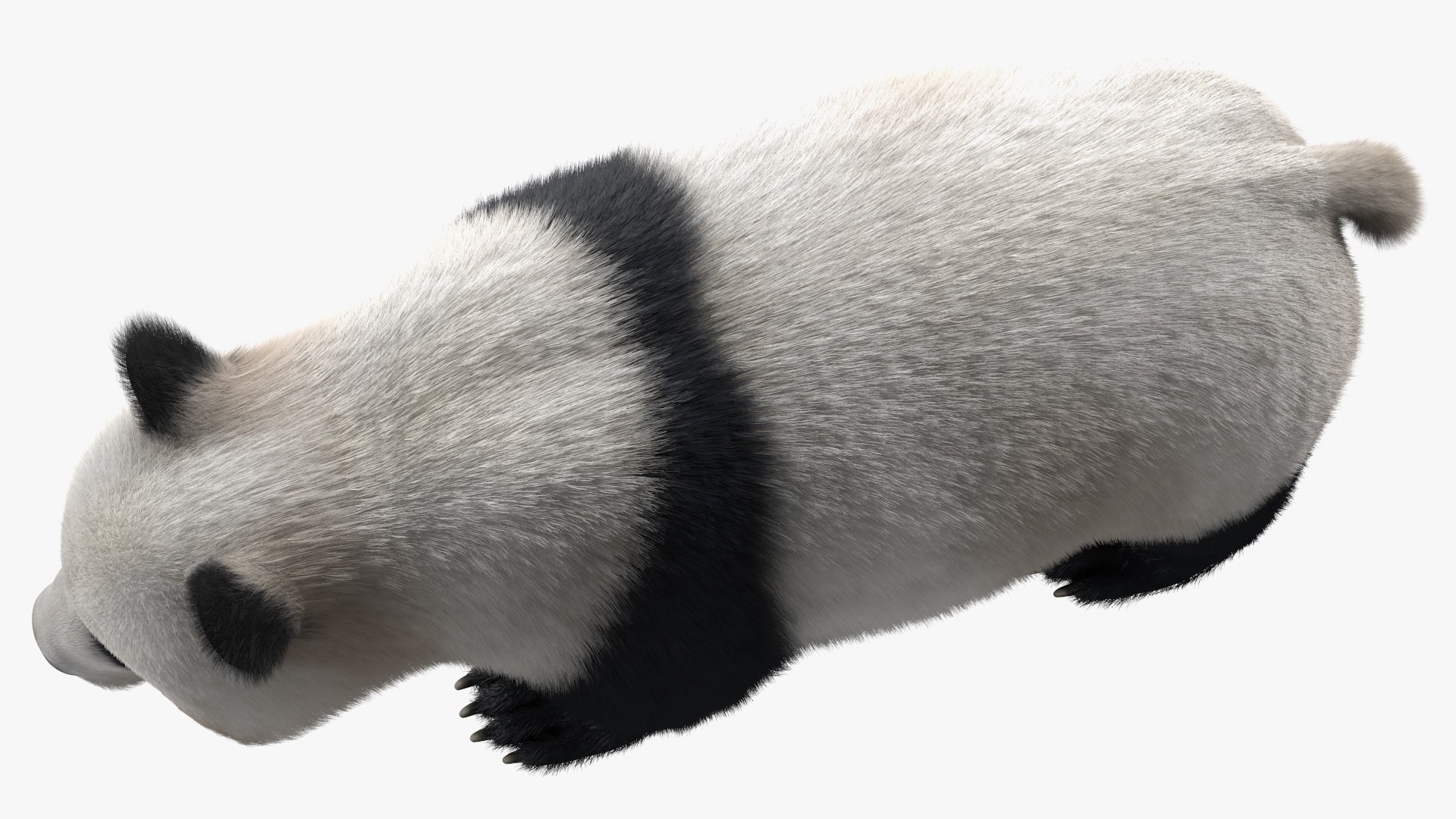 Giant Panda Fur 3D Model - TurboSquid 1810285