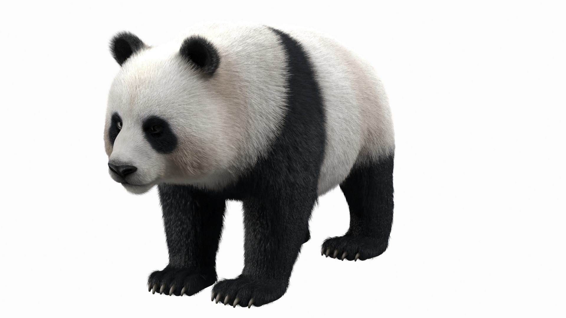 Giant Panda Fur 3D Model - TurboSquid 1810285