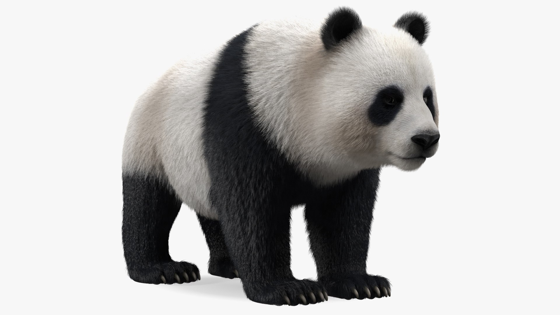 Giant Panda Fur 3D Model - TurboSquid 1810285