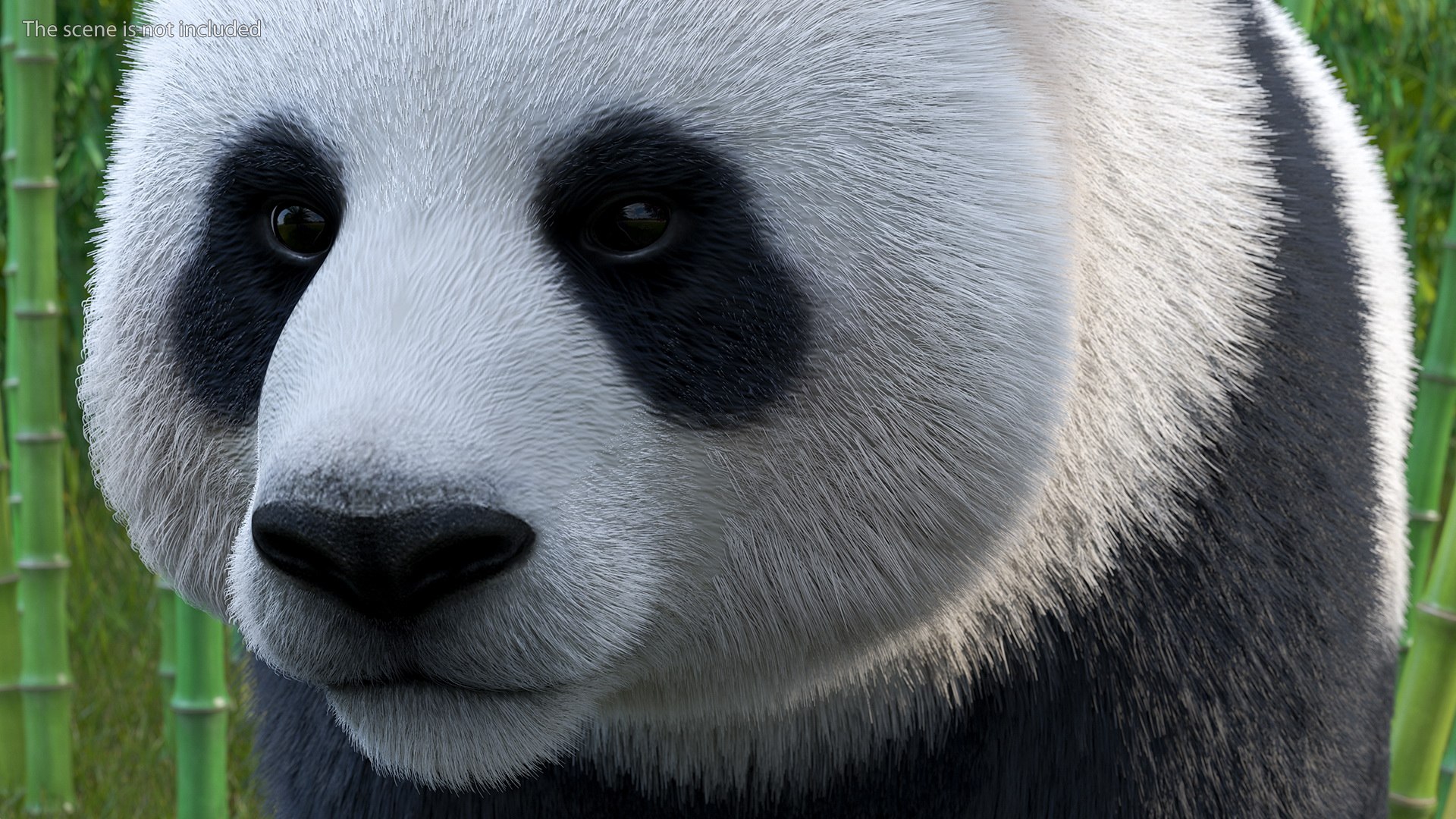 Giant Panda Fur 3D Model - TurboSquid 1810285
