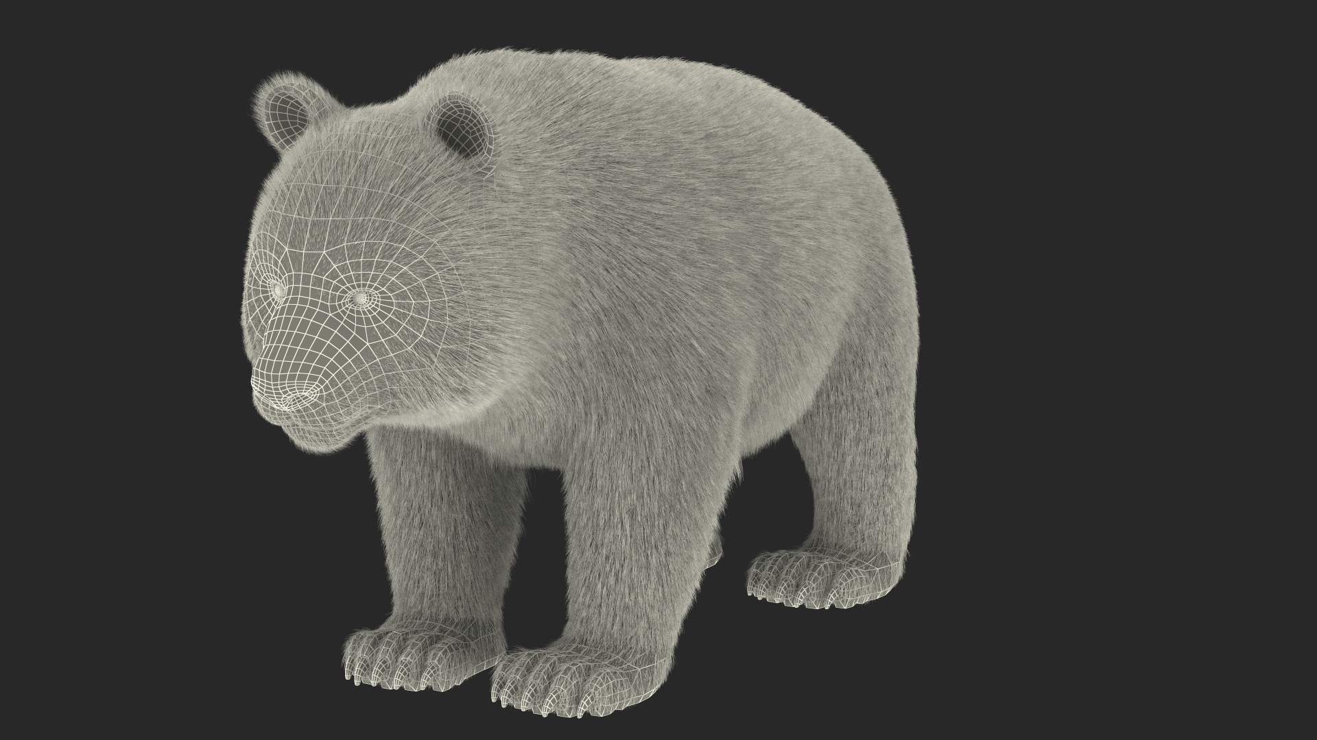 Giant Panda Fur 3D Model - TurboSquid 1810285