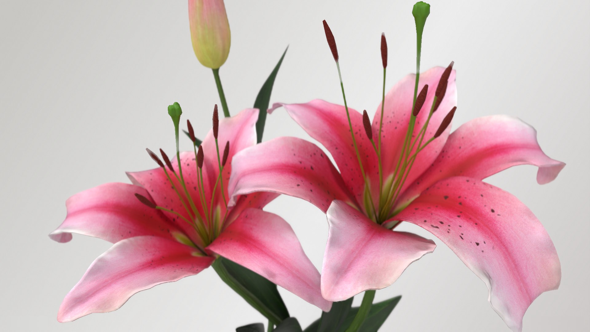 Lily Flower In 5 Colors 3D - TurboSquid 2262560