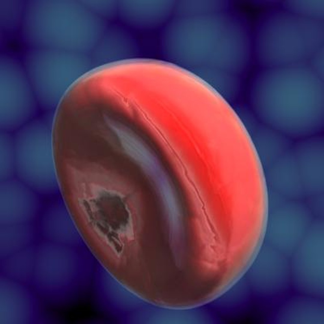 Free Blood Cell 3d Model